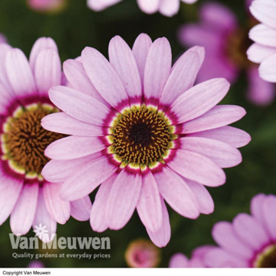Argyranthemum GranDaisy Pink Halo 20 postiPlug Plant | DIY at B&Q