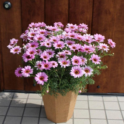 Argyranthemum Pink Halo 1 PostiPlug Plant