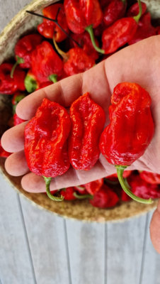 Armageddon Chilli Seeds - 10 Fresh Seeds