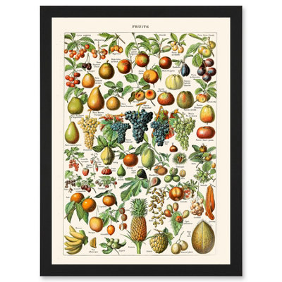 Artery8 Millot Encyclopedia vintage Fruit Grape Pineapple Nature Wall ...