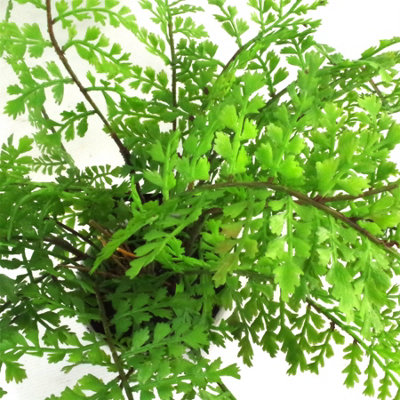 Artificial Fern Plant Pot Royal Fern 30cm Leaf Design UK Realistic ...