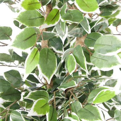 Artificial Ficus Tree Plant White Edge Bushy 130cm Plants Leaf Gold ...