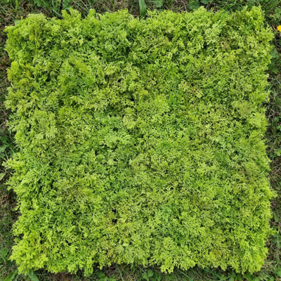 Artificial Moss Panel 50 cm x 50 cm | DIY at B&Q