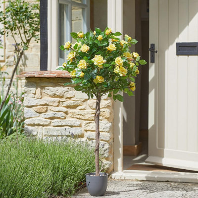 Artificial Regent's Rose Tree in Pot - Weather Resistant Home or Garden ...