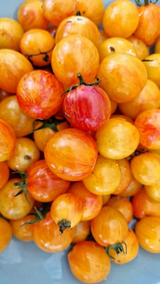 Artisan Golden Bumblebee Tomato Seeds - 15 Fresh Seeds
