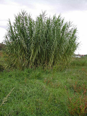 Arundo Donax Spanish Cane Plug plant