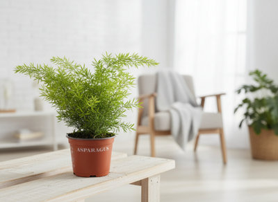 Asparagus Cwebe Pot size 12 Cm Height 30 fern Indoor Houseplant