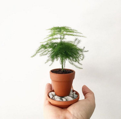 Asparagus Plumosus Fern House Plant in a 7cm Pot - Mini Indoor Plant