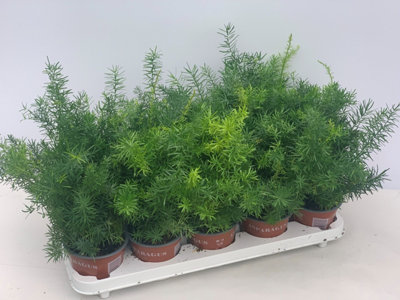 ASPARAGUS SPRENGERI, 12CM POT SIZE, 35CM TALL, SPRENGERI ASPARAGUS ...