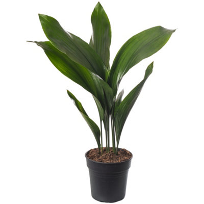 Aspidistra Elatior - Hardy and Low-Maintenance Indoor Plant for ...