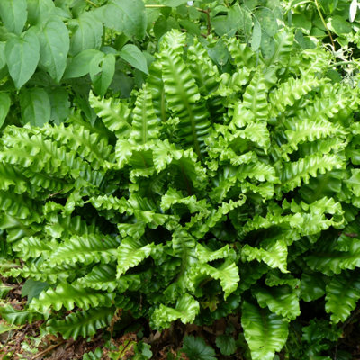 Asplenium scolopendrium 'Angustatum' - 1 Litre Potted - Marginal ...