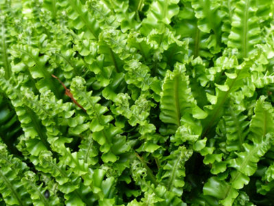 Asplenium scolopendrium 'Angustatum' - 1Ltr Bareroot - Marginal Aquatic ...