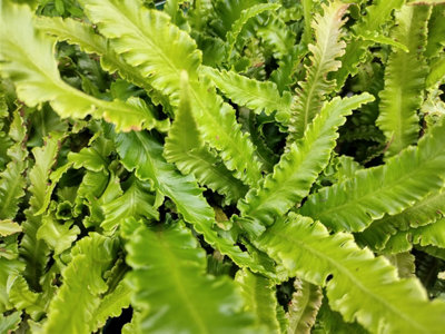 Asplenium scolopendrium 'Angustatum' - 1Ltr Potted - Marginal Aquatic ...