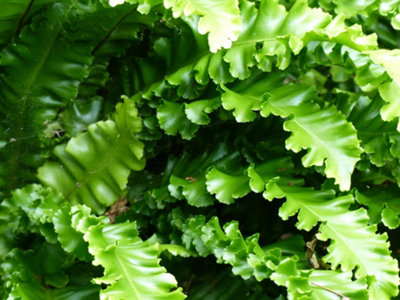 ASPLENIUM SCOLOPENDRIUM 'ANGUSTATUM' - 3LTR BAREROOT - MARGINAL AQUATIC ...