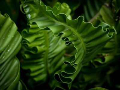 ASPLENIUM SCOLOPENDRIUM 'ANGUSTATUM' - 3LTR BAREROOT - MARGINAL AQUATIC ...