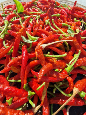 Assam Chilli Seeds - 10 Fresh Seeds