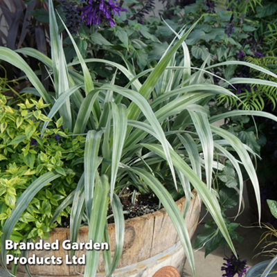 Astelia chathamica Silver Shadow 9cm Potted Plant x 1