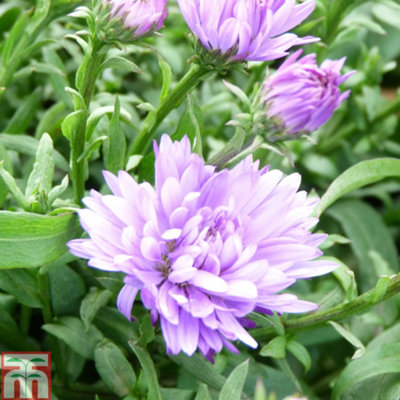Aster Audrey 1 Litre Potted Plant x 1