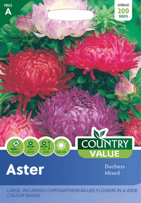 Aster Duchess Mixed by Country Value | DIY at B&Q
