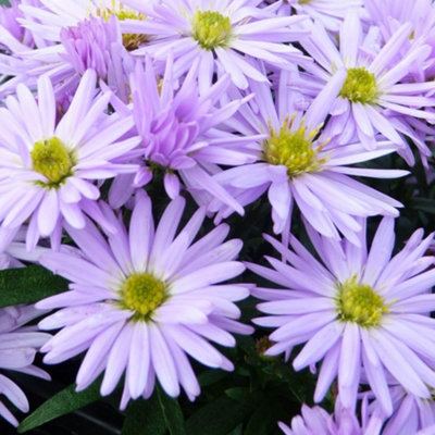 Aster Novi-Belgii Lady in Blue Double lavender-blue compact dwarf for ...