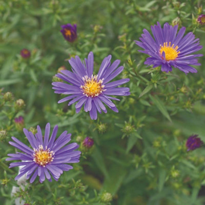 Aster Novi-Belgii Lady in Blue Double lavender-blue compact dwarf for ...
