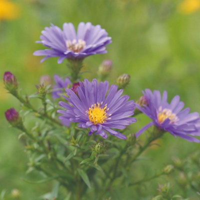 ASTER NOVI-BELGII LADY IN BLUE DOUBLE LAVENDER-BLUE COMPACT DWARF FOR ...