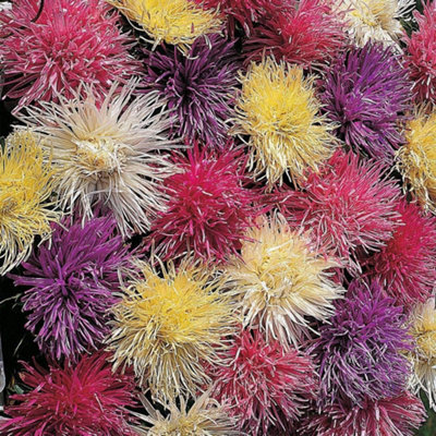 Aster Spider Chrysanthemum Mixed 1 Seed Packet (200 Seeds)
