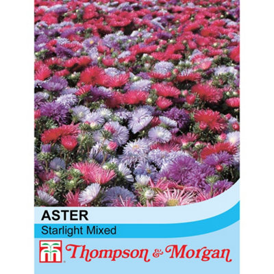 Aster Starlight Mixed 1 Seed Packet (150 seeds)