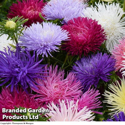 Aster Starlight Mixed 30 Garden Ready Plants