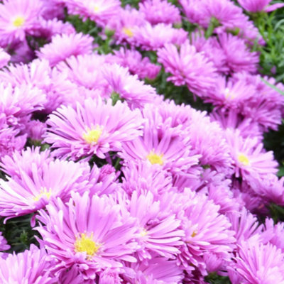 Aster Tonga 1 Litre Potted Plant x 1 | DIY at B&Q