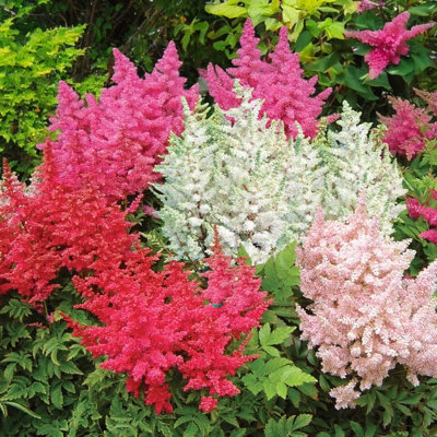 Astilbe 3 x Bare Root Mix - Visions in Pink, Snow Drift & Fanal Varieties