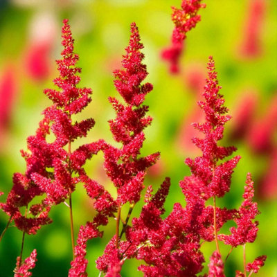 Astilbe 3 x Bare Root Mix - Visions in Pink, Snow Drift & Fanal Varieties