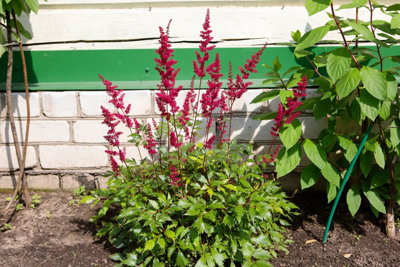 Astilbe Burgundy Red - 1Ltr Potted - Marginal Aquatic Pond Plant