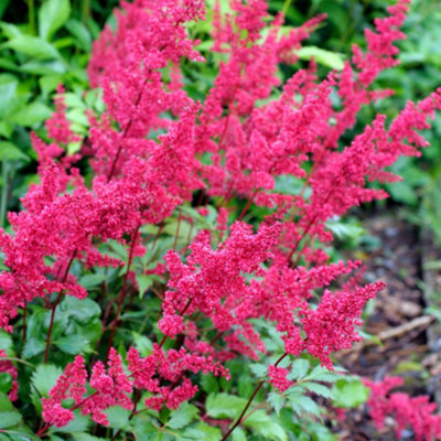 Astilbe Fanal - Red Flowering False Goatsbeard Plants Outdoor Garden Ready