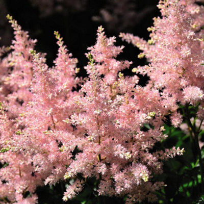 Astilbe 'Look at Me' - 6 Bare Root Plants
