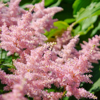 Astilbe 'Look at Me' - 6 Bare Root Plants