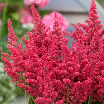 Astilbe Short n Sweet Fireberry - Astilbe, Perennial Plant (10-20cm ...