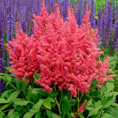 Astilbe Short n Sweet Fireberry - Astilbe, Perennial Plant (10-20cm ...