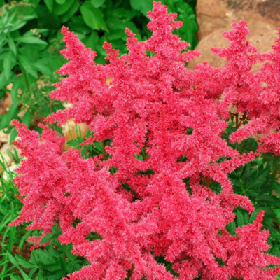 Astilbe Short n Sweet Fireberry - Astilbe, Perennial Plant (10-20cm ...