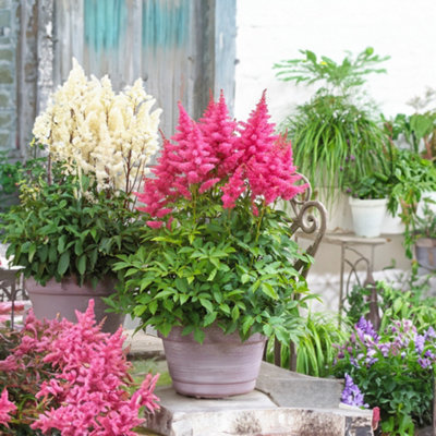 Astilbe Sunny Day - Astilbe, Perennial Plant (10-20cm Height Including Pot)