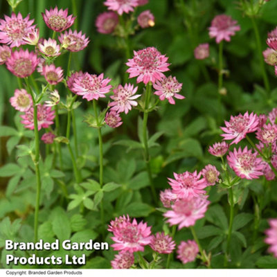 Astrantia Major Roma 3 Litre Potted Plant x 1