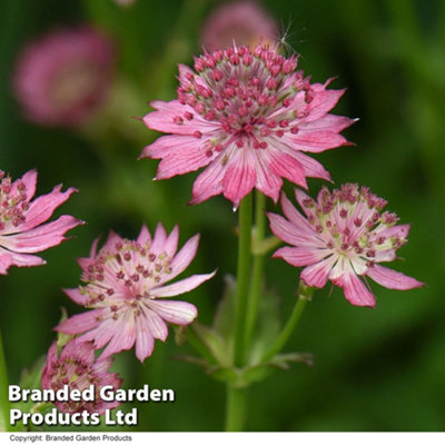 Astrantia Major Roma 3 Litre Potted Plant x 1