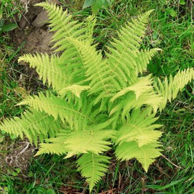 Athyrium Femina - Lady Fern, Deciduous Compact Plant (20-30cm Height ...