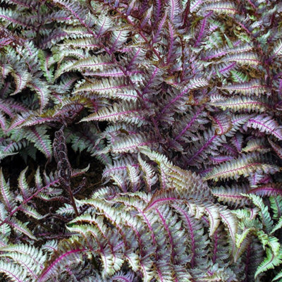 Athyrium Metallicum - Deciduous Fern, Compact, Low Maintenance (20-30cm ...