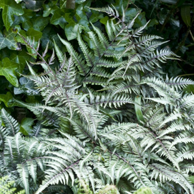 Athyrium Metallicum - Deciduous Fern, Compact, Low Maintenance (20-30cm ...