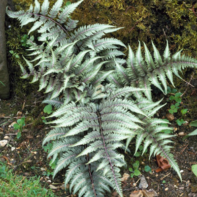 Athyrium Metallicum - Deciduous Fern, Compact, Low Maintenance (20-30cm ...