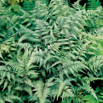 Athyrium Metallicum - Deciduous Fern, Compact, Low Maintenance (20-30cm ...