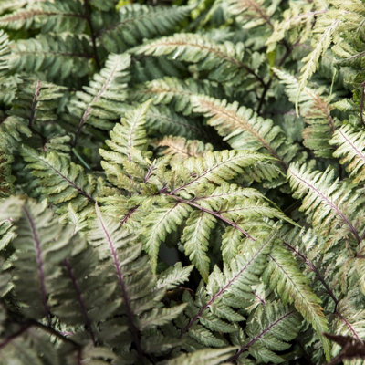 Athyrium niponicum 'Metallicum' - 1Ltr Bareroot - Marginal Aquatic Pond ...