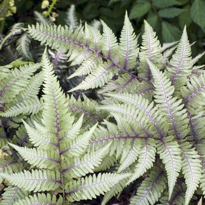 Athyrium niponicum 'Pewter Lace' - 3x 9cm Plants - Marginal Aquatic ...