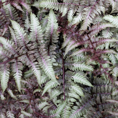 Athyrium niponicum 'Red Beauty' - 3x 9cm Plants - Marginal Aquatic Pond ...
